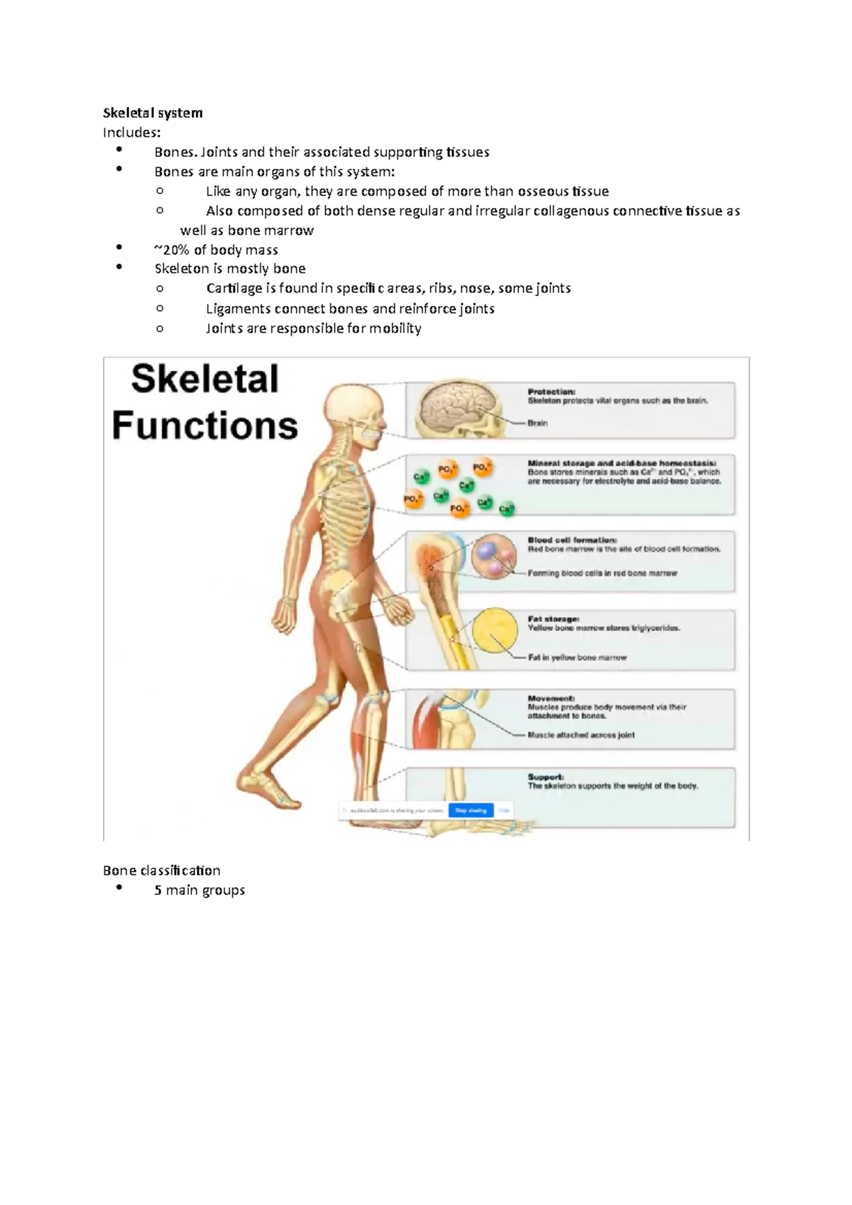 Skeletal system notes - Skeletal system Includes: Bones. Joints and ...