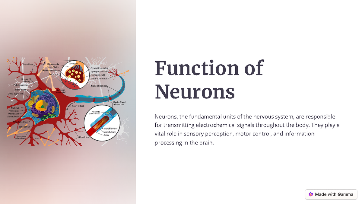 Function-of-Neurons ppt. - Function of Neurons Neurons, the fundamental ...