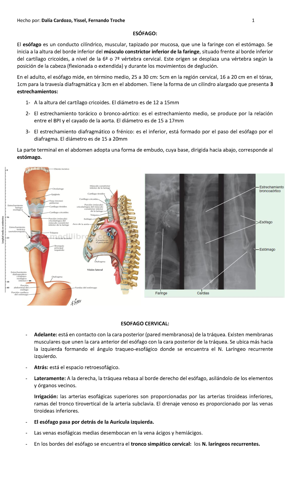 PDF- Esófago- Conducto Torácico-VENA Ácigos- Tronco Simpático Torácico ...
