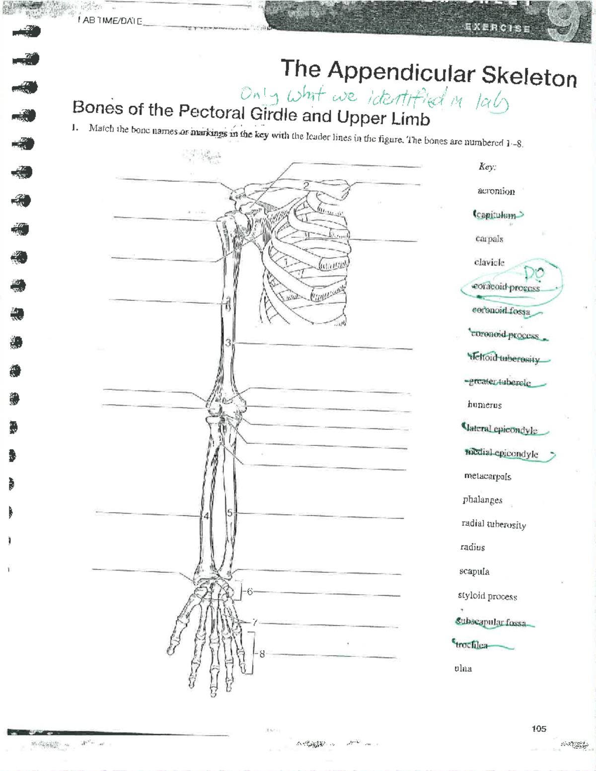 Sem 2 labeling review may 2014 - EXERCISE LAB The Appendicular Skeleton ...