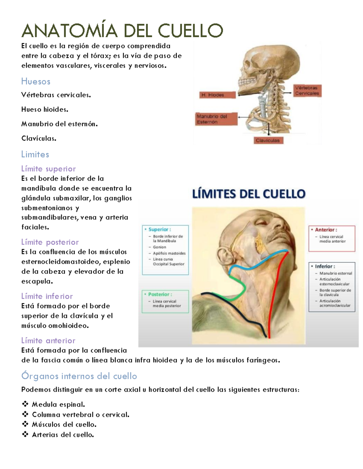 Anatomía de cuello, parcial - ANATOMÍA DEL CUELLO El cuello es la ...