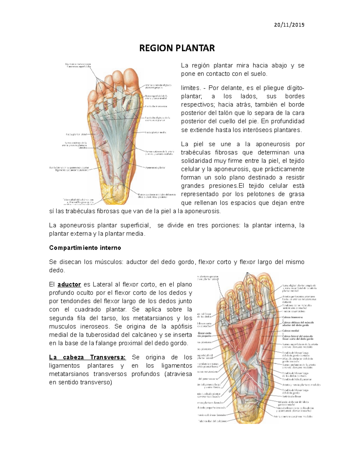 Anatomia Practica pie - REGION PLANTAR La región plantar mira hacia ...