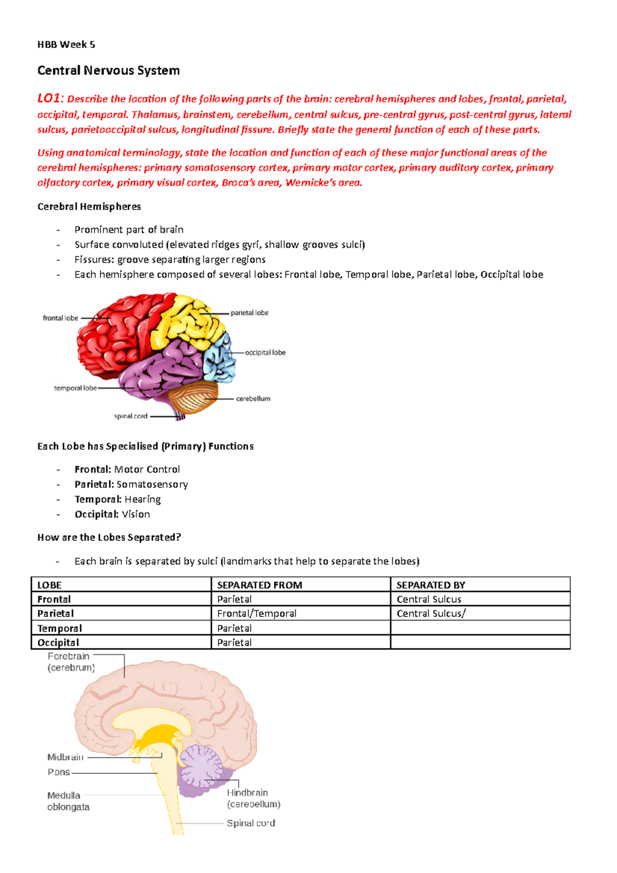 HBB Week 5 - Lecture notes 5 - HBB Week 5 Central Nervous System LO1 ...