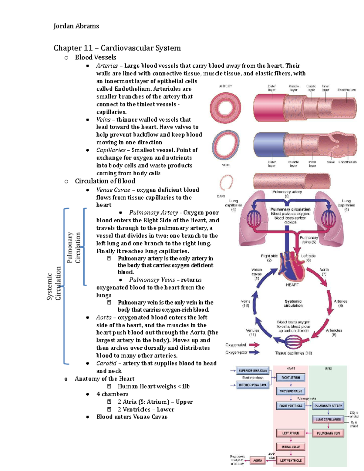 MEDT200 Chapter 11 Cardiovascular System Chapter 11