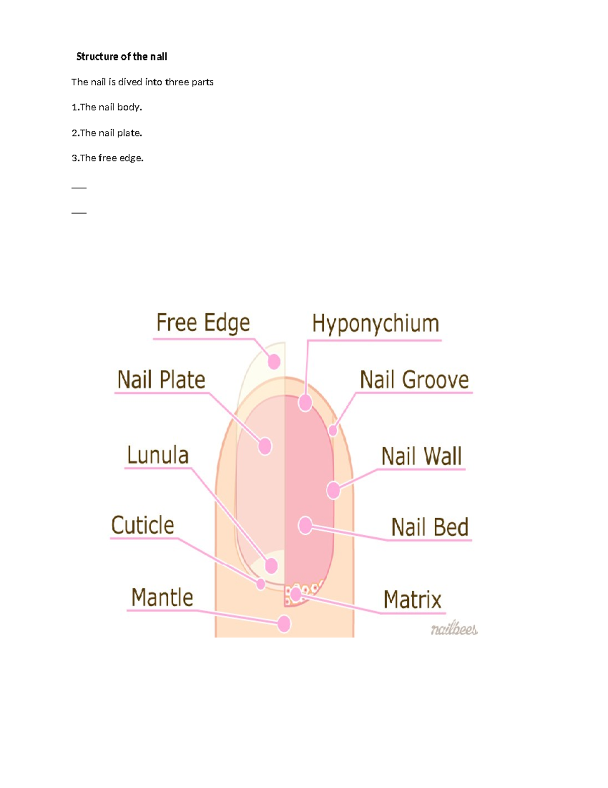 Functions of parts of the nail (to print) - Structure of the nail The ...