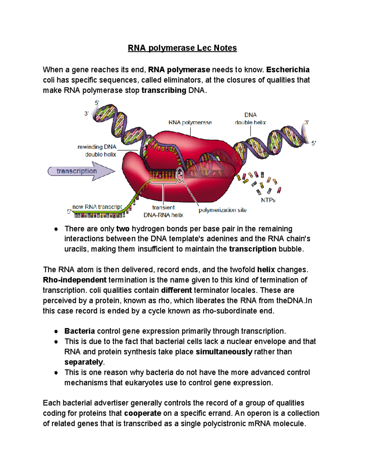 RNA polymerase Lec Notes - Escherichia coli has specific sequences ...