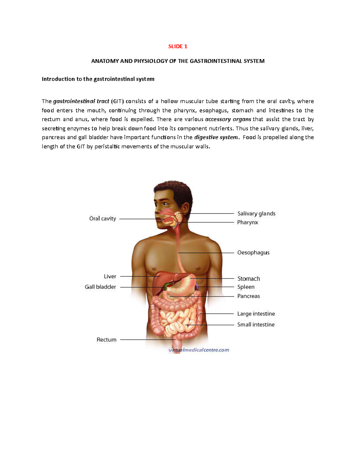 anatomy and Physiology of the Gastrointestinal System - SLIDE 1 ANATOMY ...