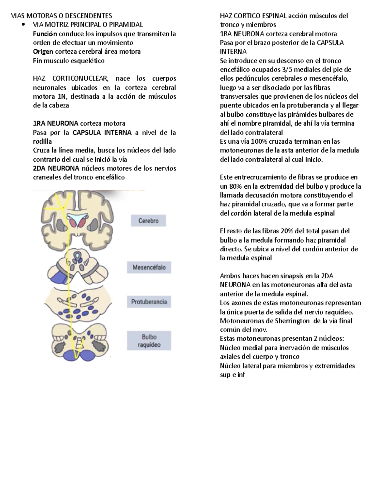 VIAS Motoras O Descendentes - VIAS MOTORAS O DESCENDENTES VIA MOTRIZ ...