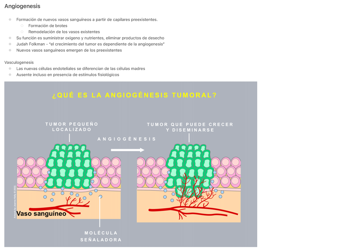 Angiogenesis - Notas - ï ï ï ï ï ï ï ï Angiogenesis Formación de nuevos vasos sanguíneos a ...
