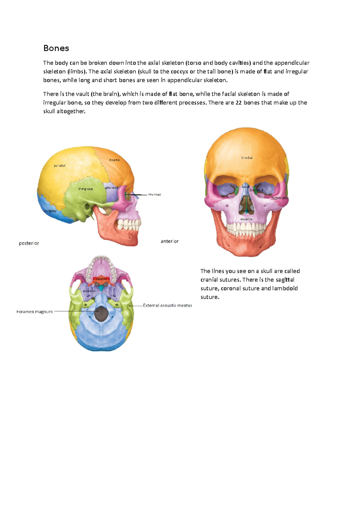 Concepts of Human Anat. - Lecture 4 - Bones The body can be broken down ...
