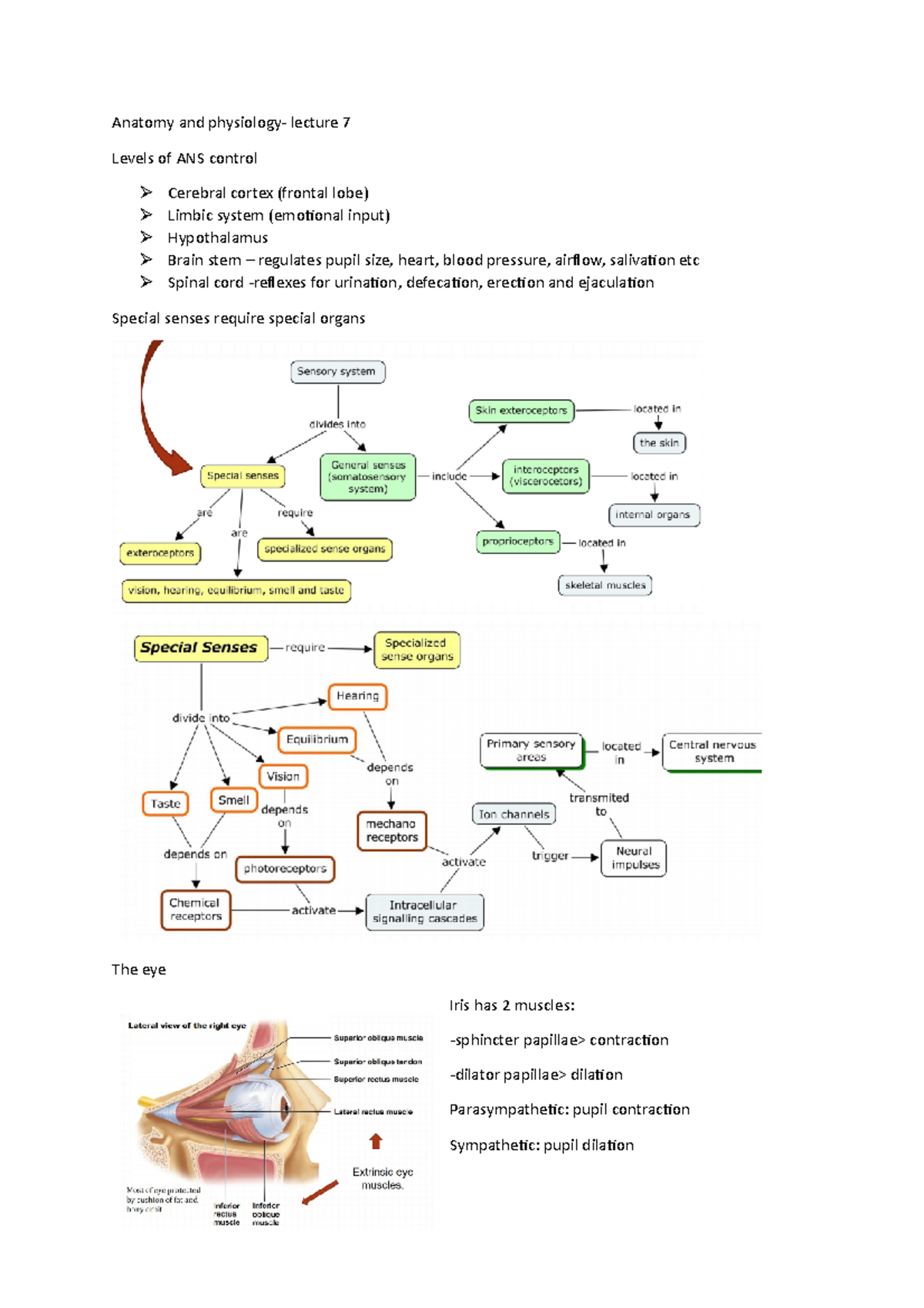 Anatomy and physiology lecture 7 - Studocu