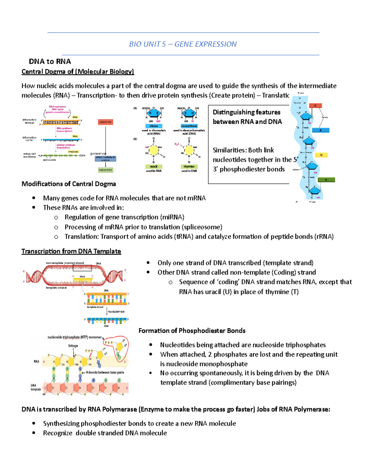 Bio Unit 5 - Lecture notes 5 - BIO UNIT 5 – GENE EXPRESSION Central ...
