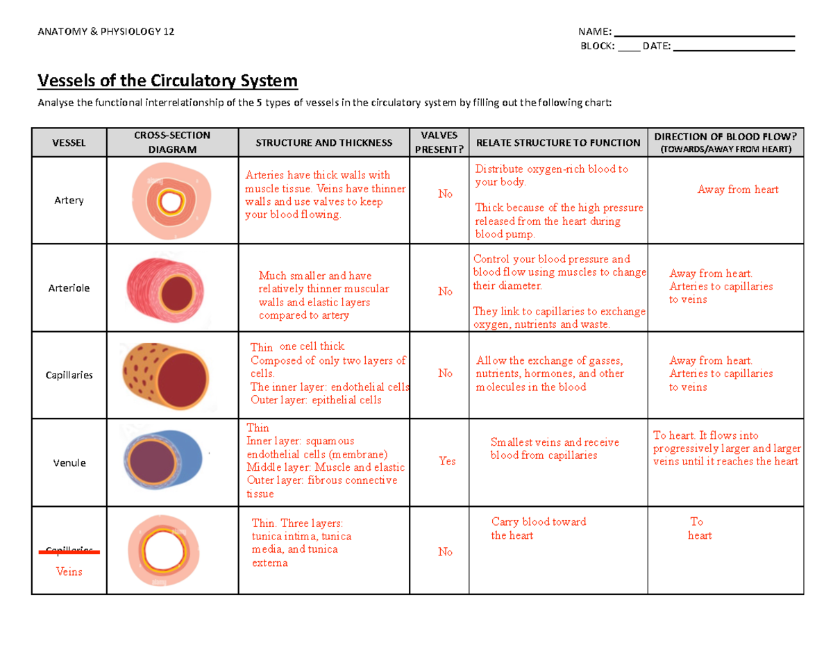 Blood Vessel WS 2 - Review and Answers - ANATOMY & PHYSIOLOGY 12 NAME ...