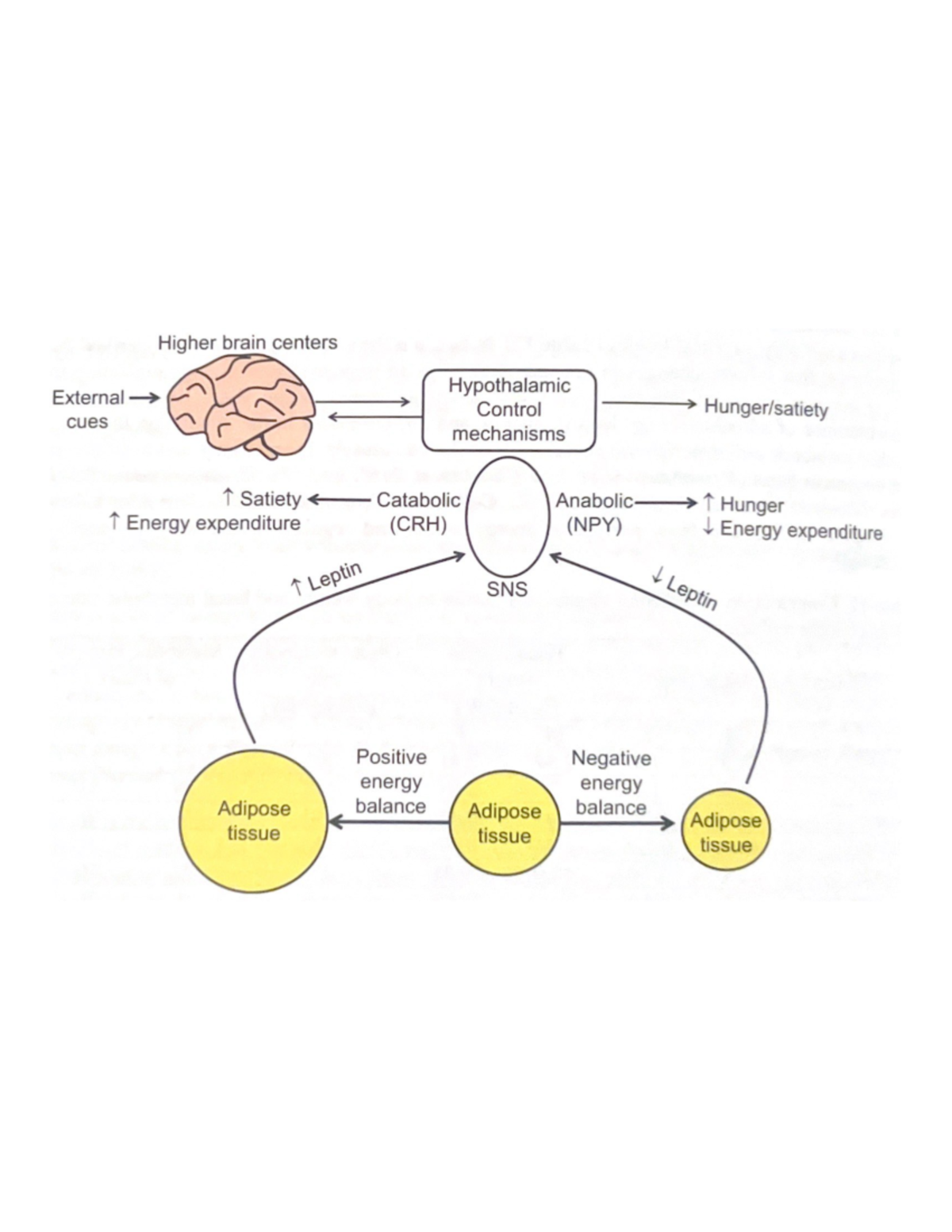 Higher brain centers - Diagrams from the lecture slides from the ...