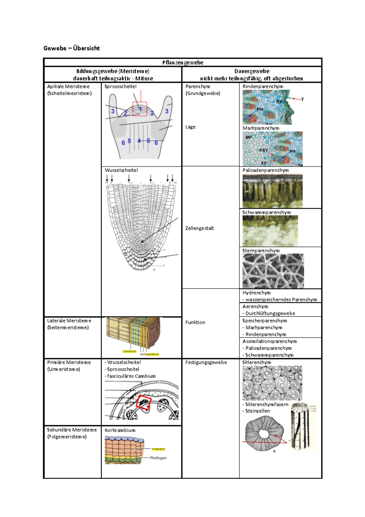 Übersicht Gewebe - Gewebe – Übersicht Pflanzengewebe Bildungsgewebe ...