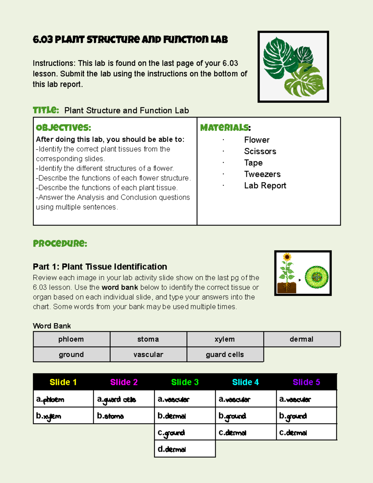 Copy of 6 03 lab report template-v23 - 6 Plant Structure and Function ...