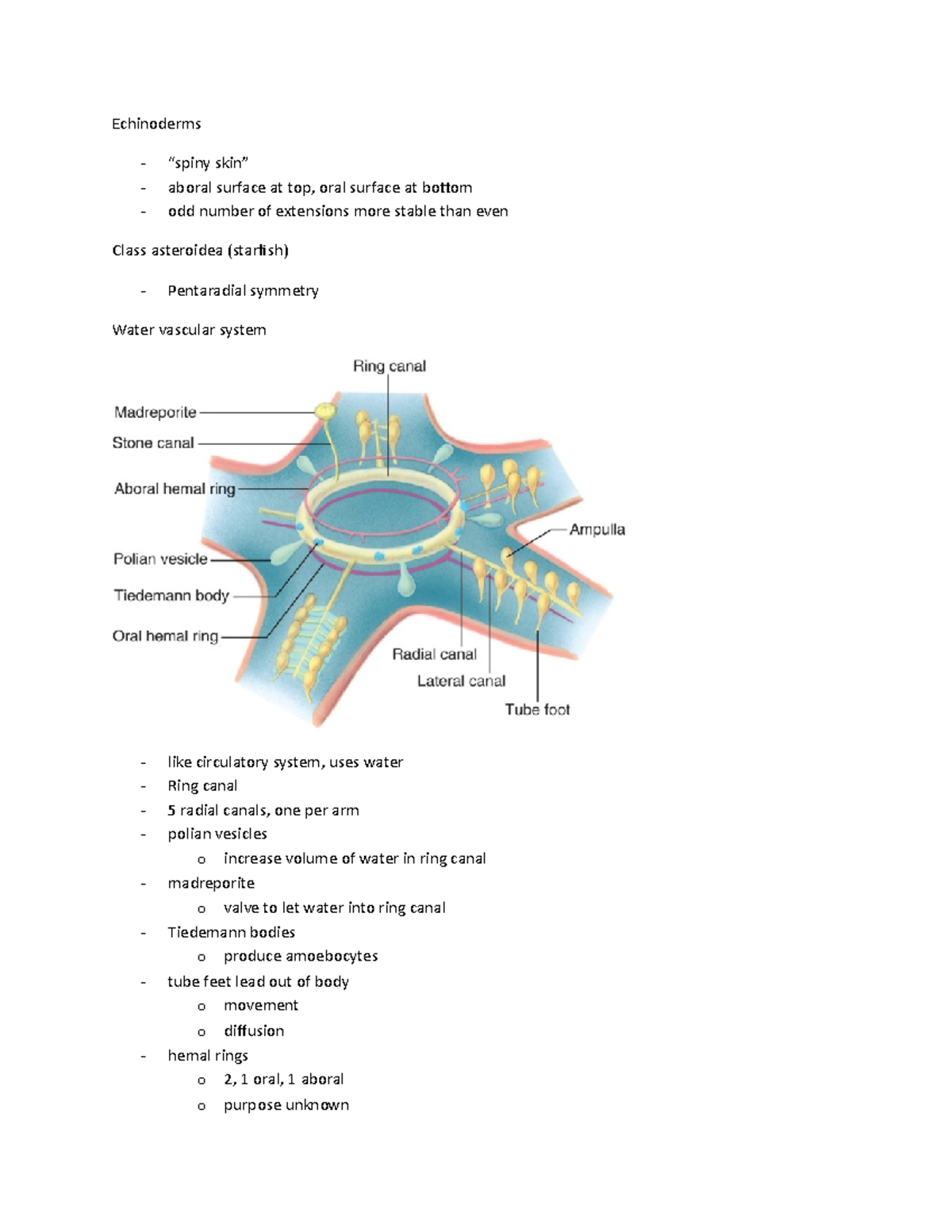 12-Echinodermata - Echinoderms aboral surface at top, oral surface at ...