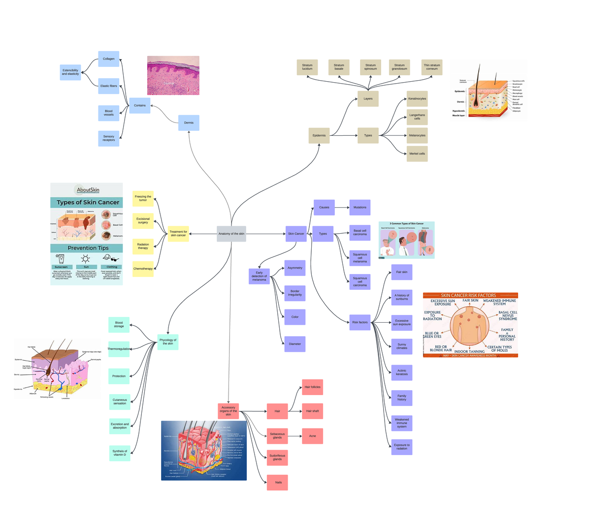 Mapa conceptual - ds cac efq fqwe d - Anatomy of the skin Dermis ...
