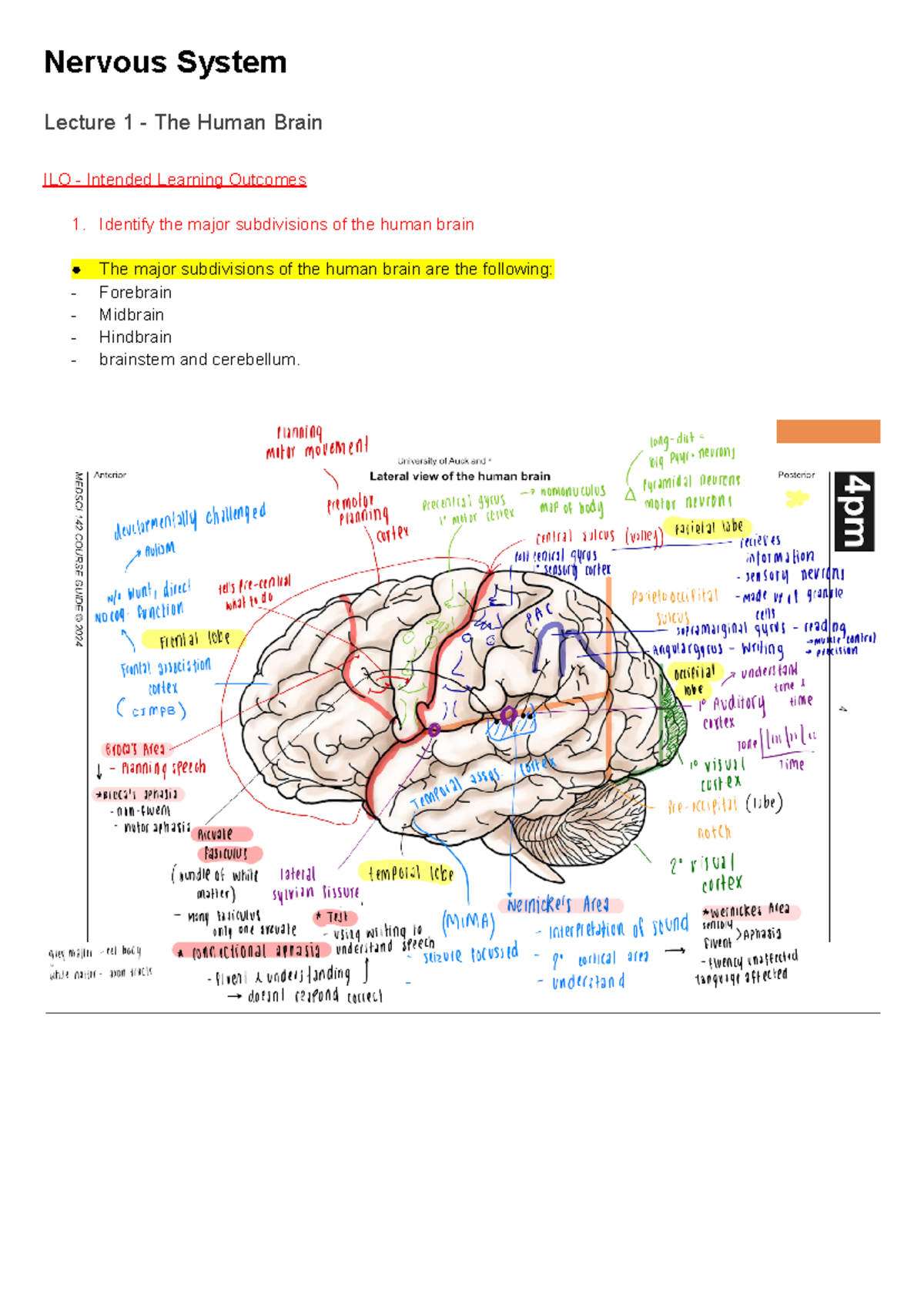 Nervous System - lecture notes - Nervous System Lecture 1 - The Human ...
