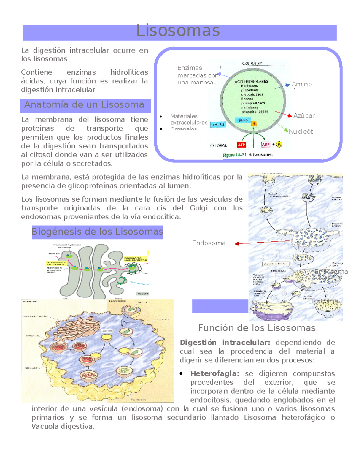 006 Lisosomas y Peroxisomas - Lisosomas La digestión intracelular ...