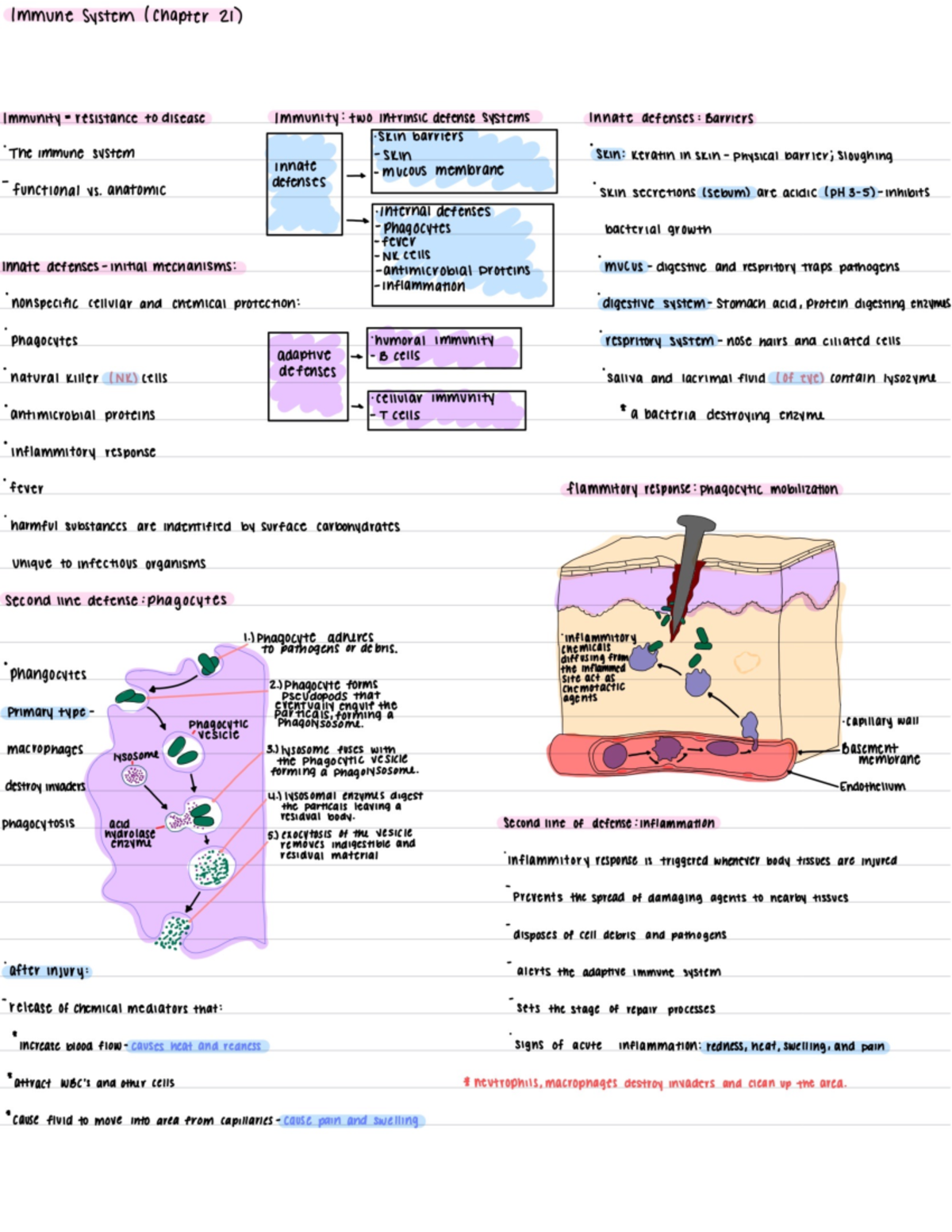 Immune system - BIO 222 - Studocu