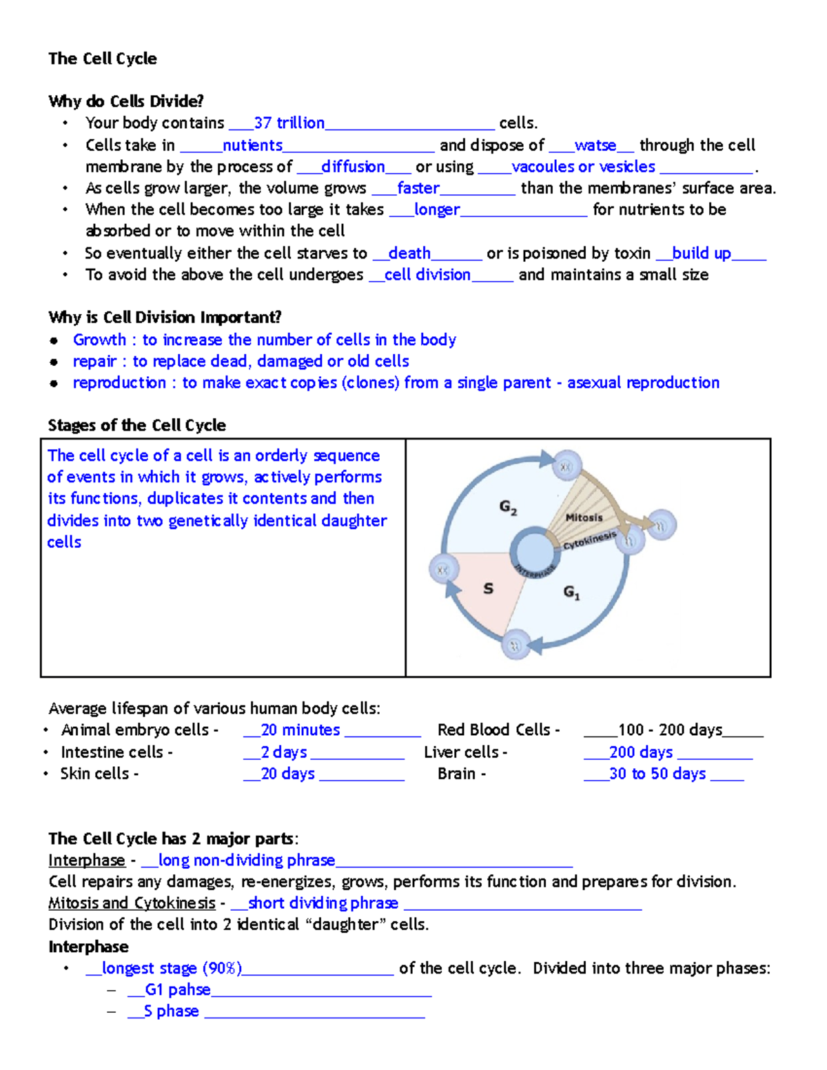 03 - The Cell Cycle - the cells notes - The Cell Cycle Why do Cells ...