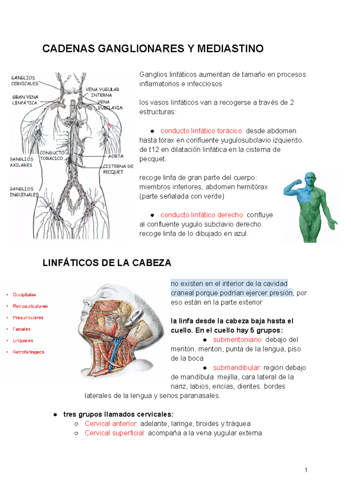 Cadenas ganglionares - CADENAS GANGLIONARES Y MEDIASTINO Ganglios ...