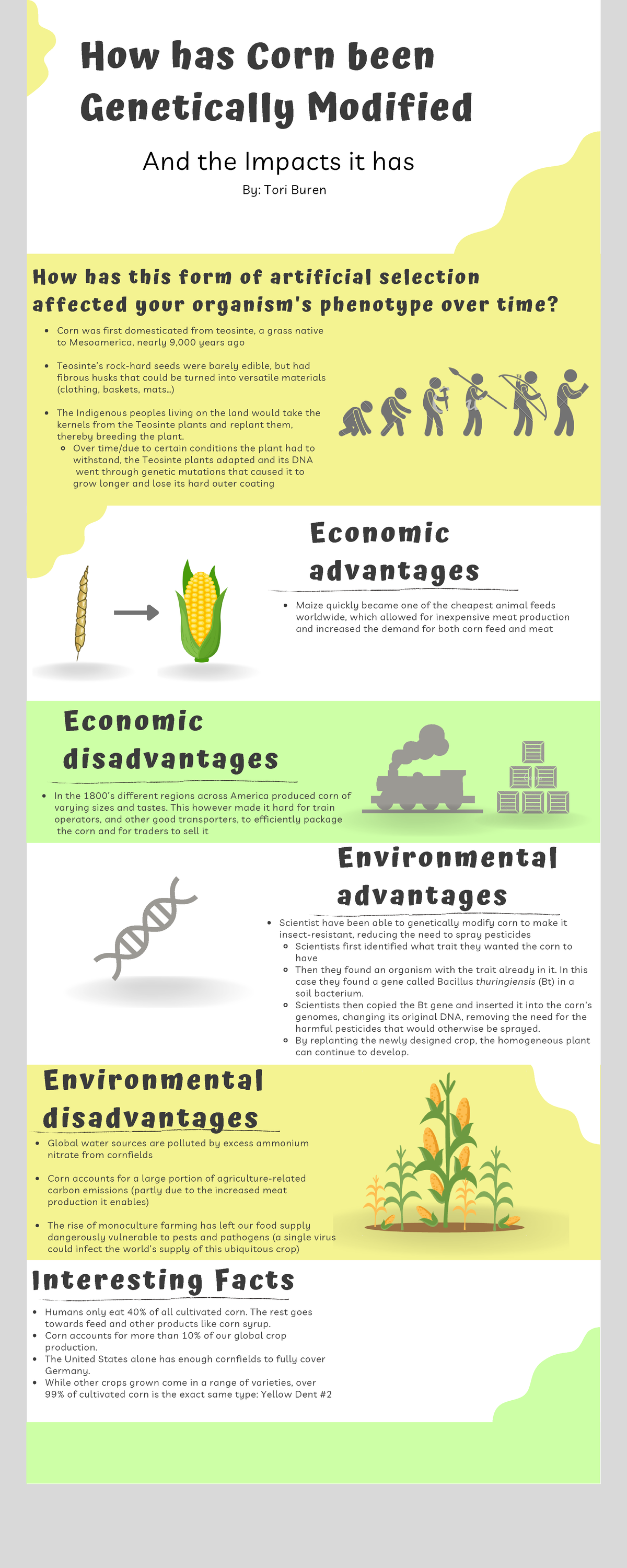 How has Corn been Genetically Modified - How has Corn been Genetically ...
