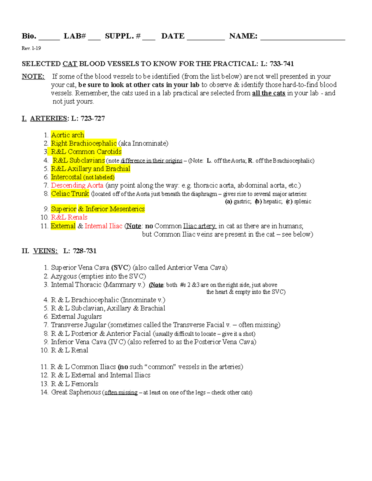 BIO 208 LAB Suppl#3 - Cat Blood Vessels - Spring 2019 - Bio. _____ LAB ...