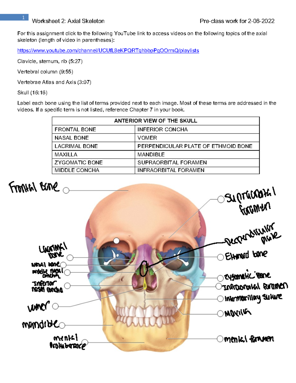 Worksheet+2 - Salmeron - Worksheet 2: Axial Skeleton Pre-class work for ...