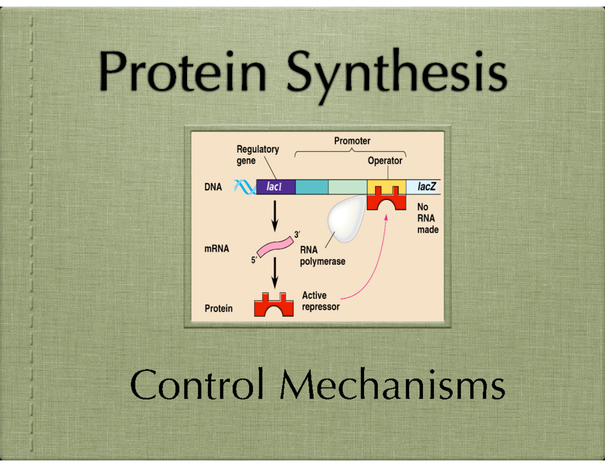 PDF - U3L7 - Control Mechanisms - Protein Synthesis Control Mechanisms ...