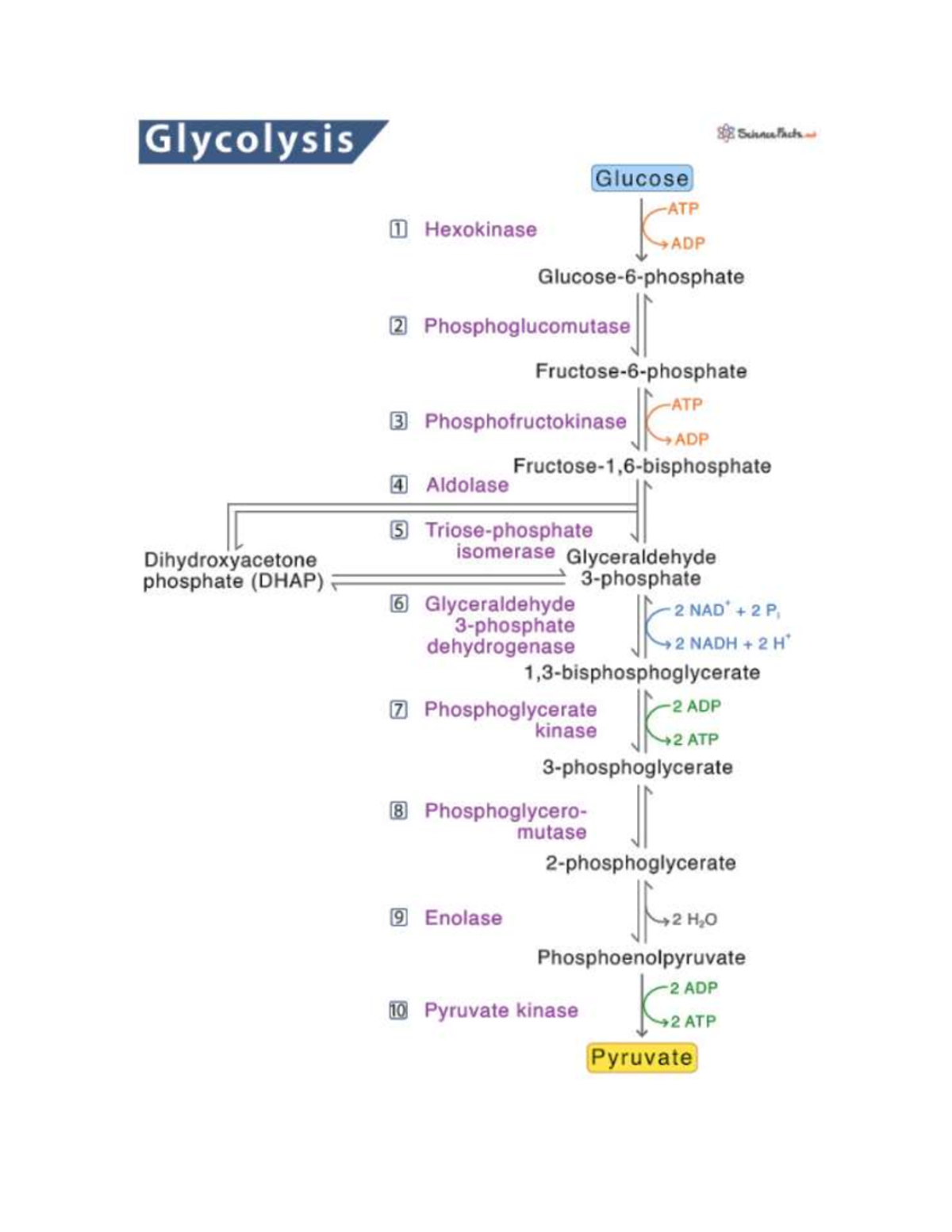 Cellular-Respiration-Diagram - Nursing - Kreb’s Cycle - Studocu