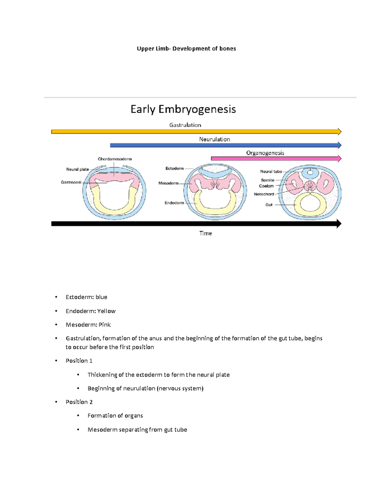 Upper Limb- Development of Bones - Upper Limb- Development of bones ...