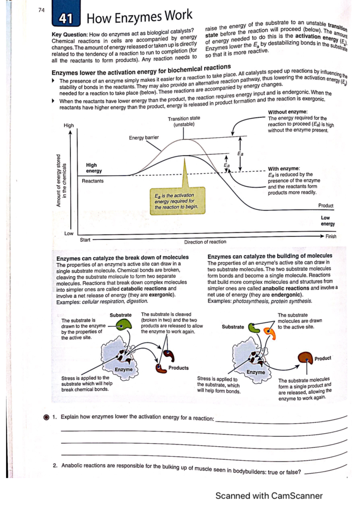 3.2 Enzyme Selection - Studocu