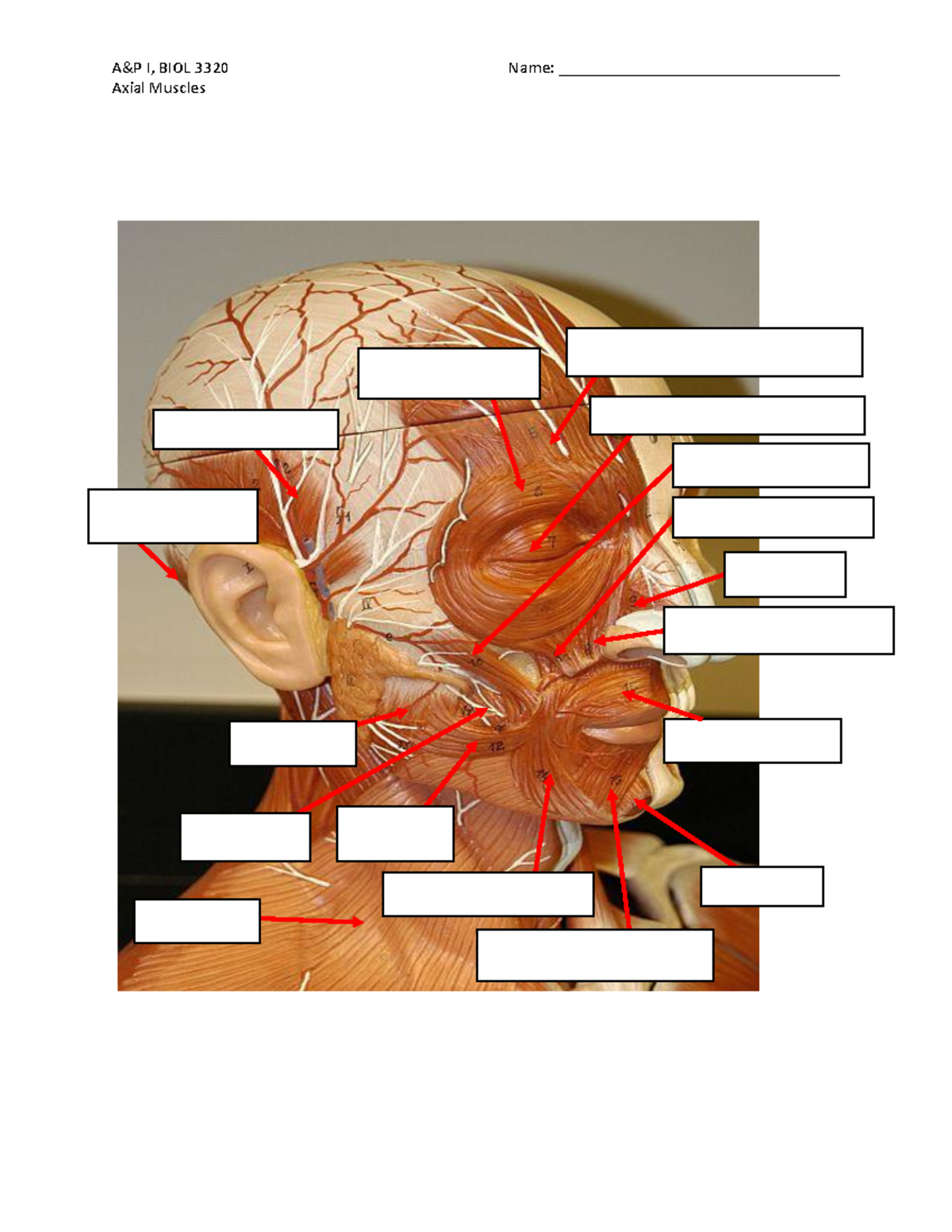03-08-24 HW Axial Skeleton - Worksheets-1 - Axial Muscles Axial Muscles ...