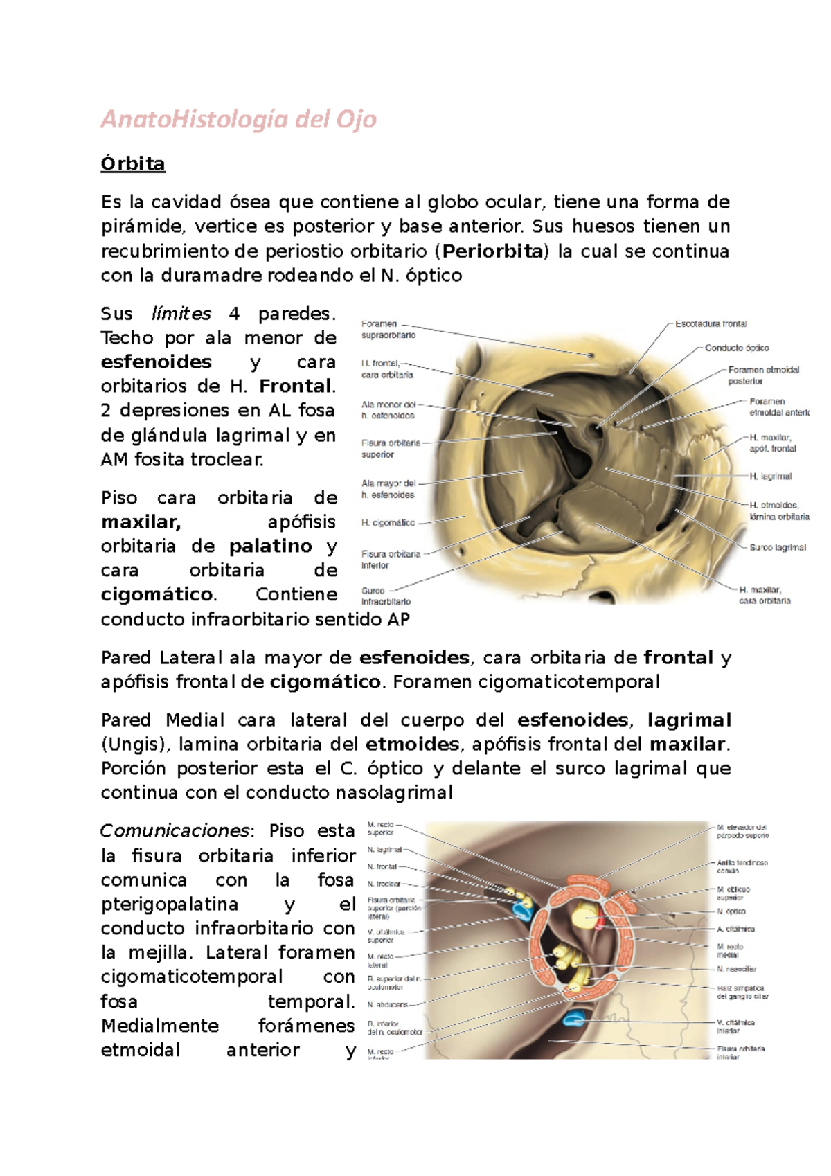 Anato Histología del Ojo - AnatoHistología del Ojo Órbita Es la cavidad ósea que contiene al ...