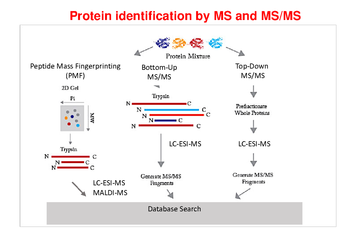 Lecture 14 - Protein MS-3 - Protein identification by MS and MS/MS ...