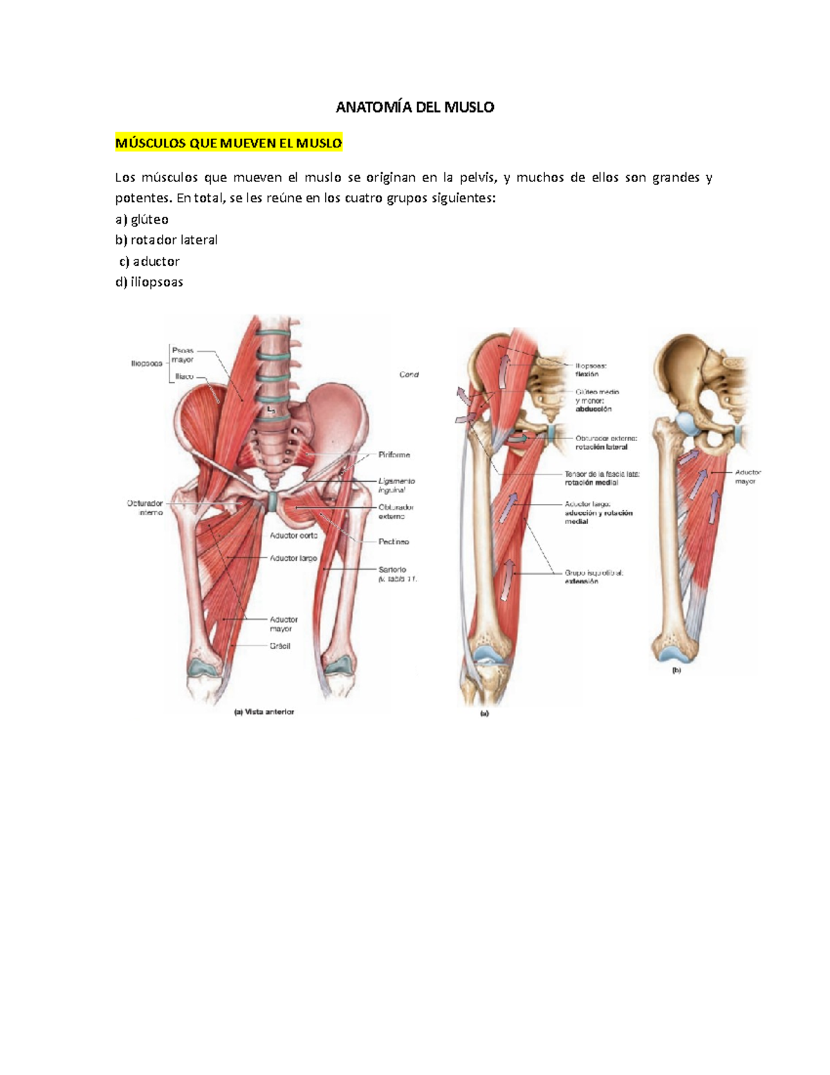 Anatomía DEL Muslo Posterior - Dermatología - ANATOMÍA DEL MUSLO ...