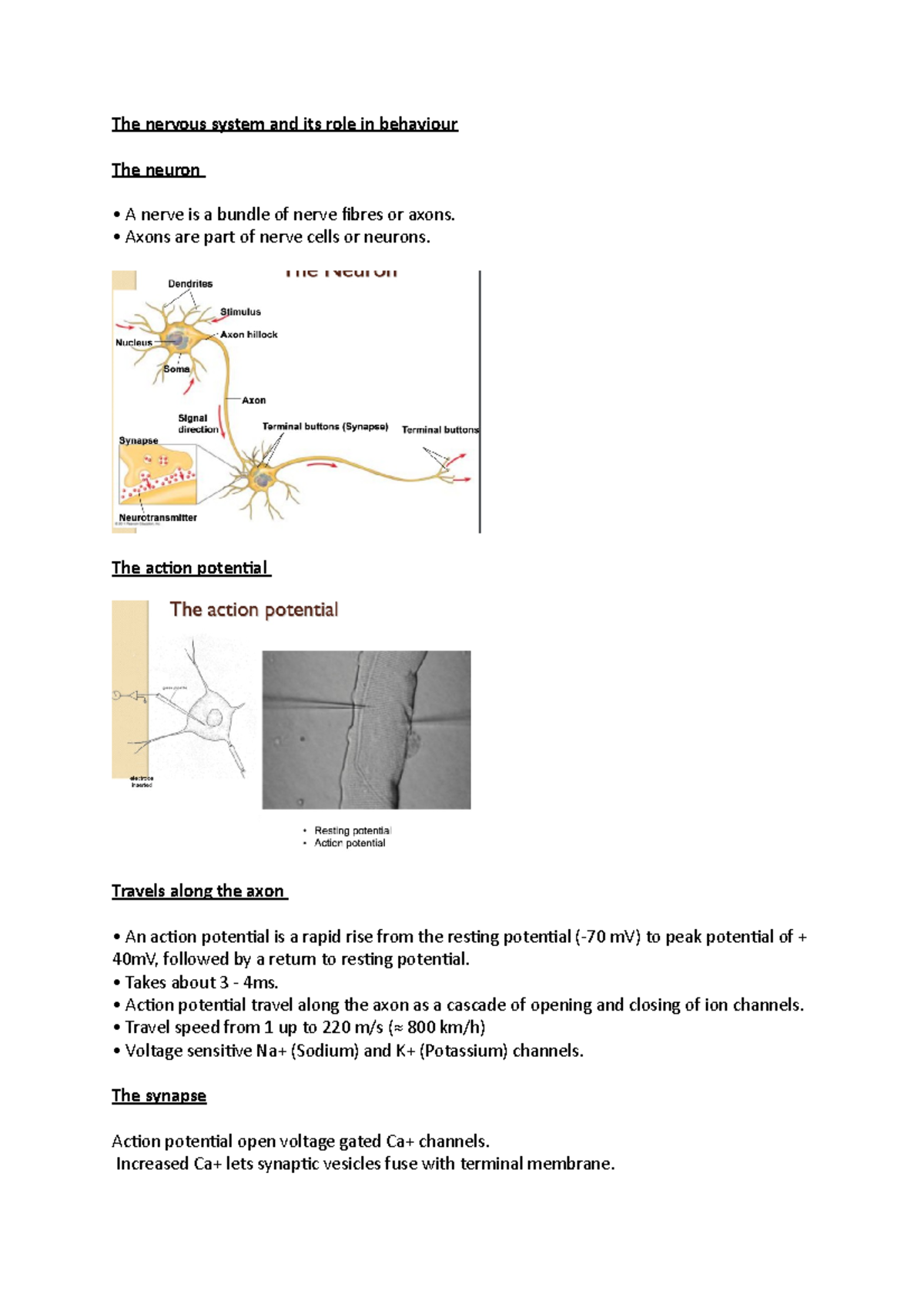 PSYC101 Lecture Week 7 - The nervous system and its role in behaviour ...