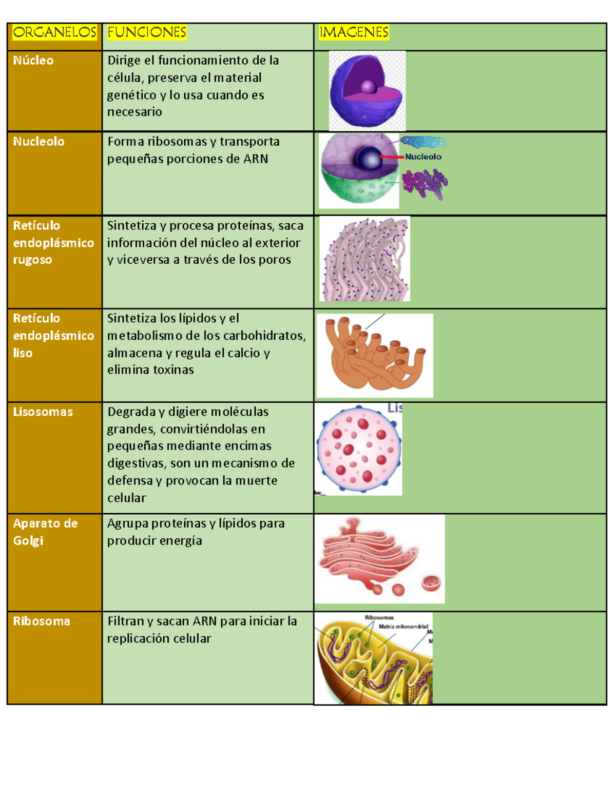 Célula animal y sus organelos - ORGANELOS FUNCIONES IMAGENES Núcleo ...