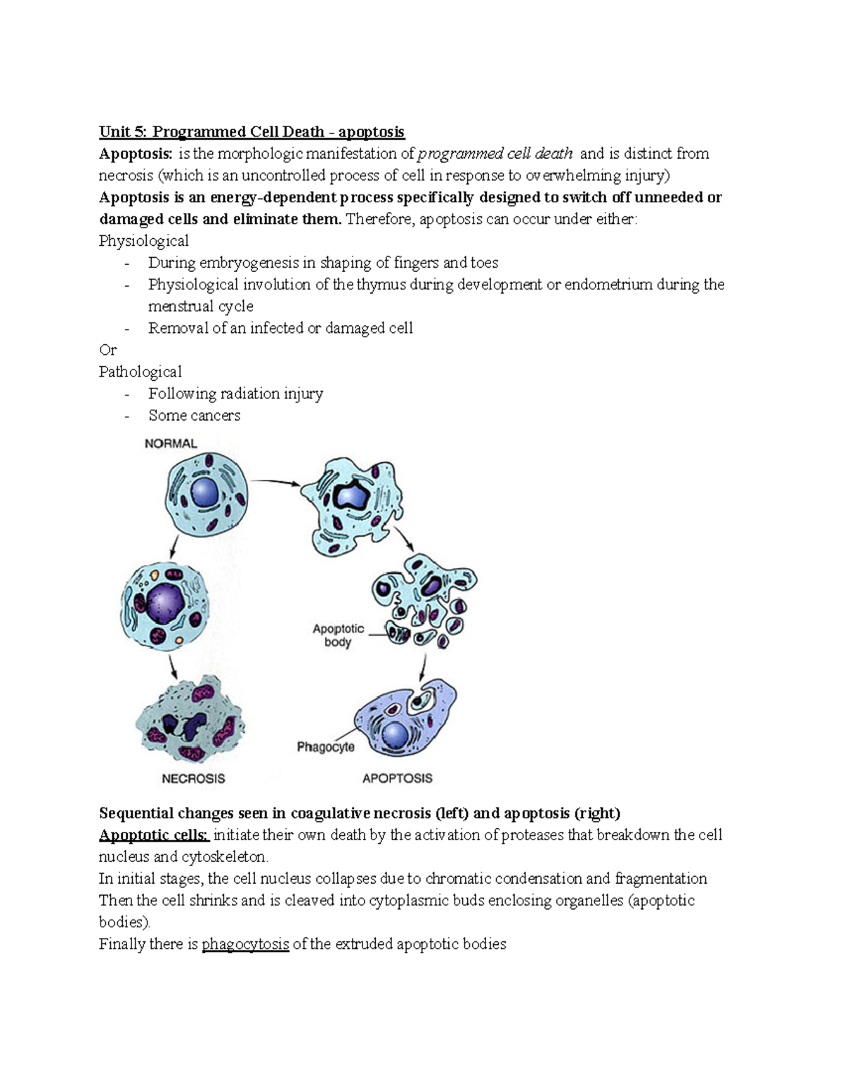 Programmed Cell Death - apoptosis - Unit 5: Programmed Cell Death ...
