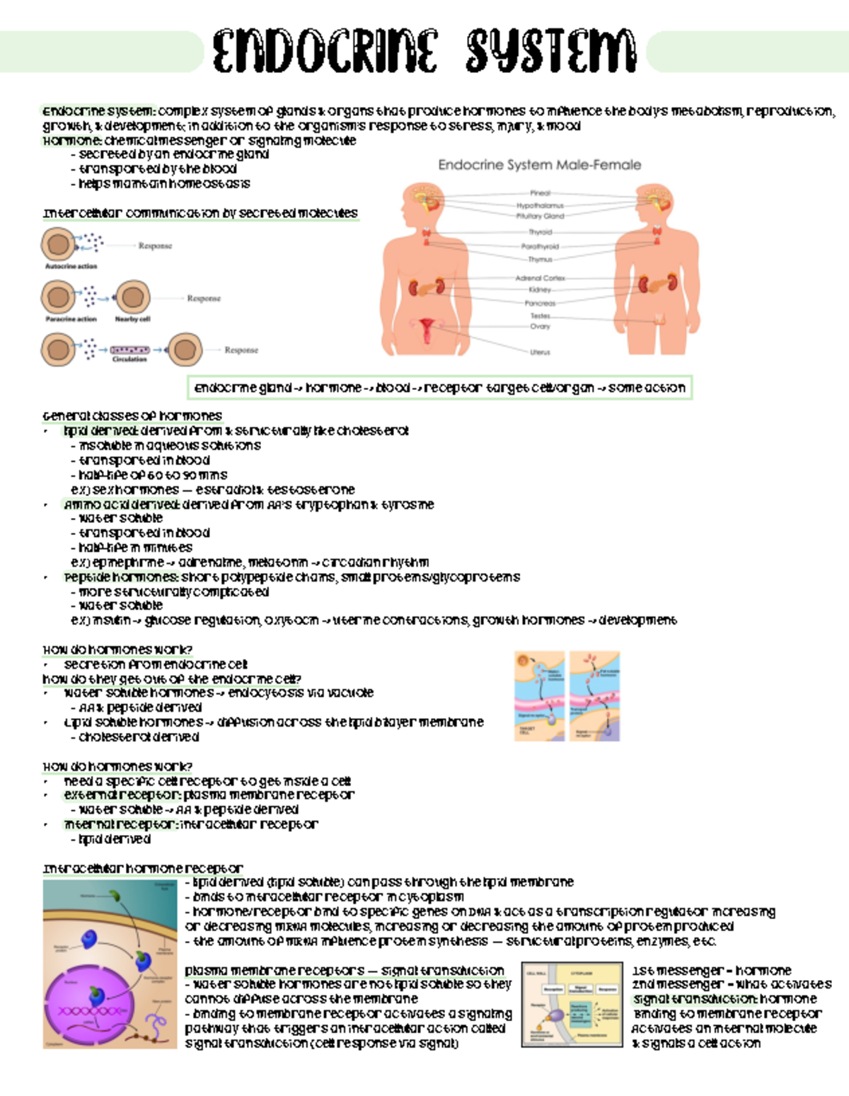 Endocrine system - Dr. Goven’s class - Endocrine System Endocrine ...