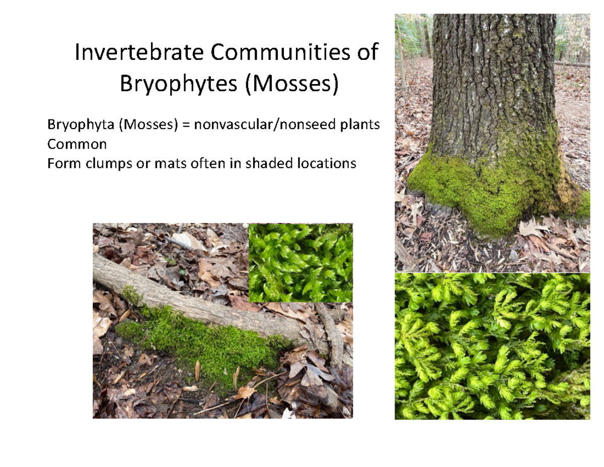 Module 2 Moss-1 - Moss notes - Invertebrate Communities of Bryophytes ...