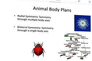 Phylum nematoda - BIOL 3840 - Studocu