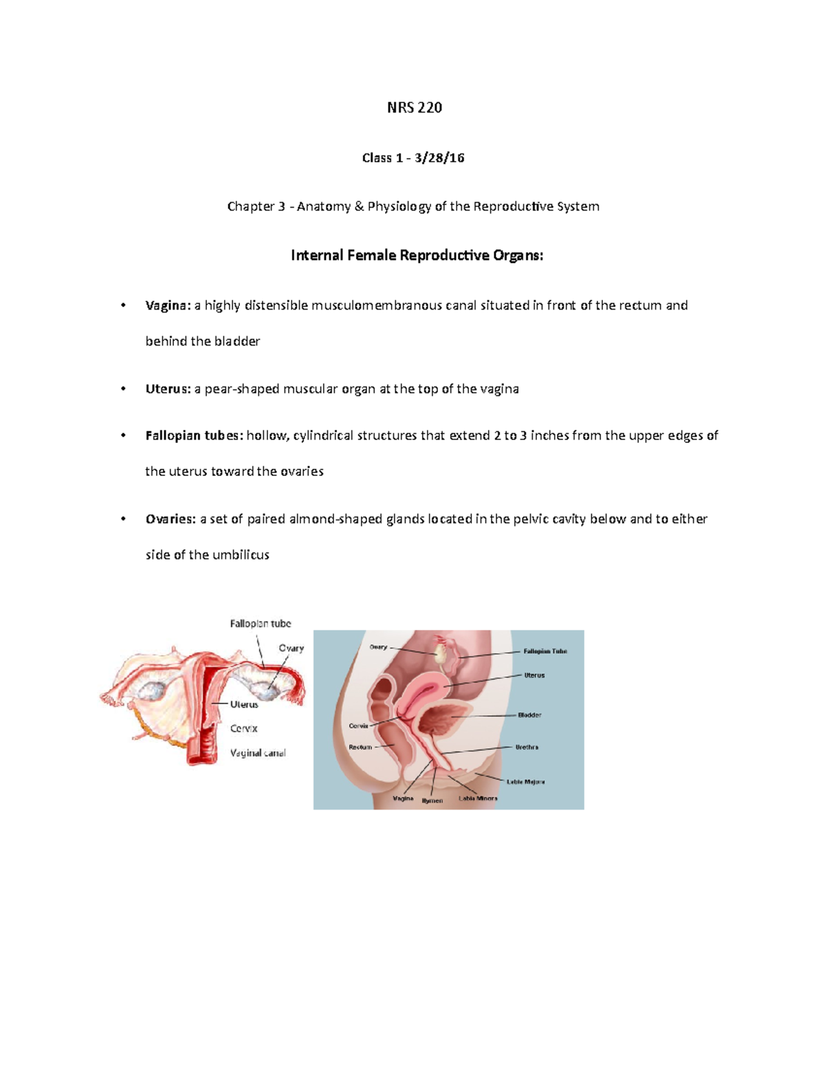 NRS 220 - Chapter 3 Notes - NRS 220 Class 1 - 3/28/ Chapter 3 - Anatomy ...