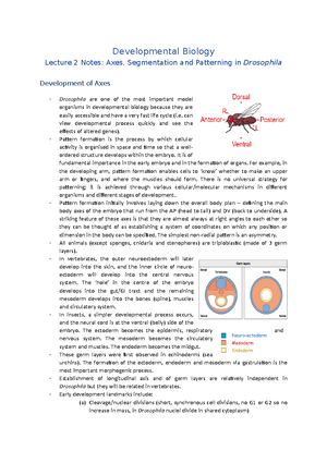 Lecture 6 Notes (Development and Evolution) - Developmental Biology ...