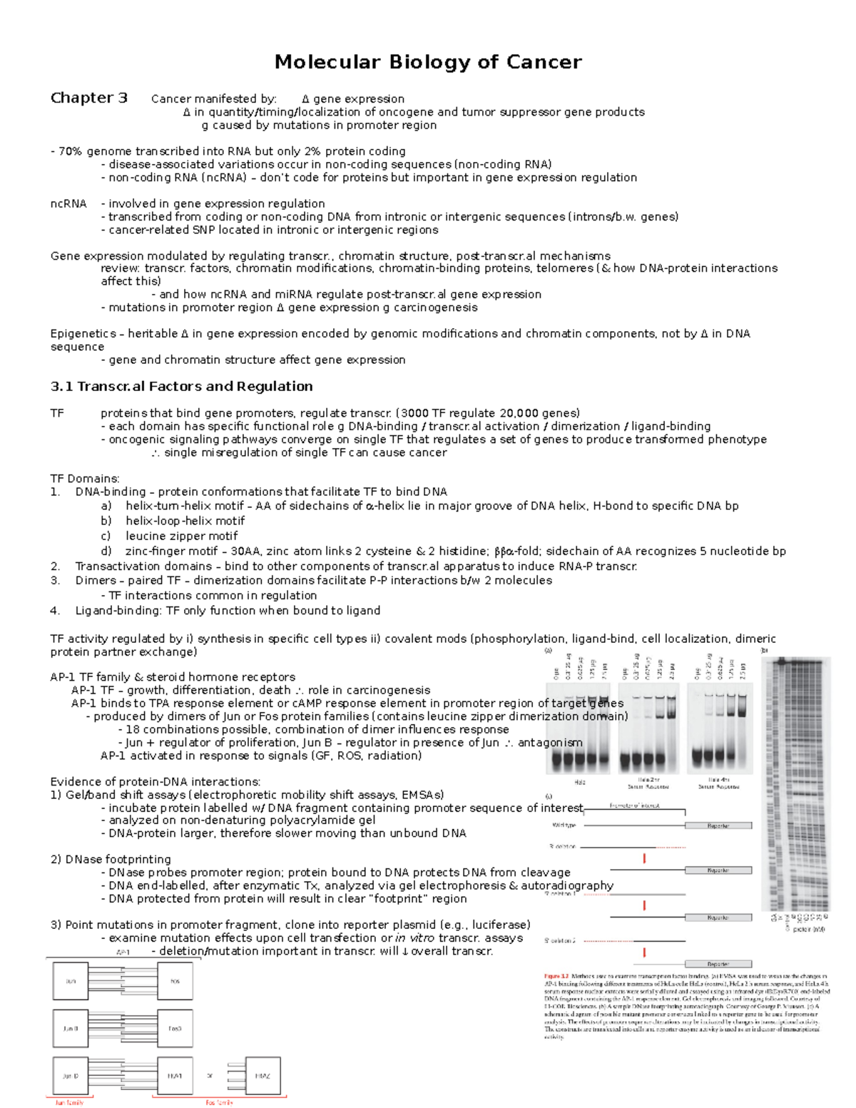 Cancer Biology Pecorino Notes: Chapter 3 - Molecular Biology of Cancer ...