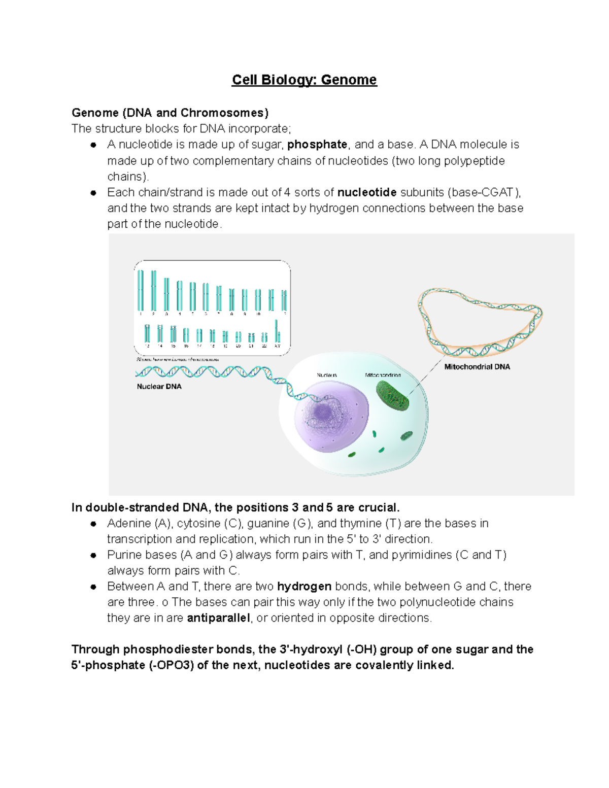 Cell Biology Genome - Cell Biology: Genome Genome (DNA and Chromosomes ...