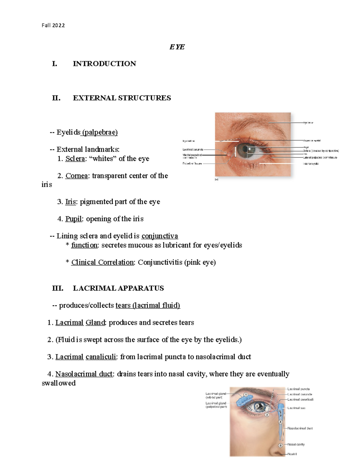 Eye - A215 Fall2022 - EYE I. INTRODUCTION II. EXTERNAL STRUCTURES ...