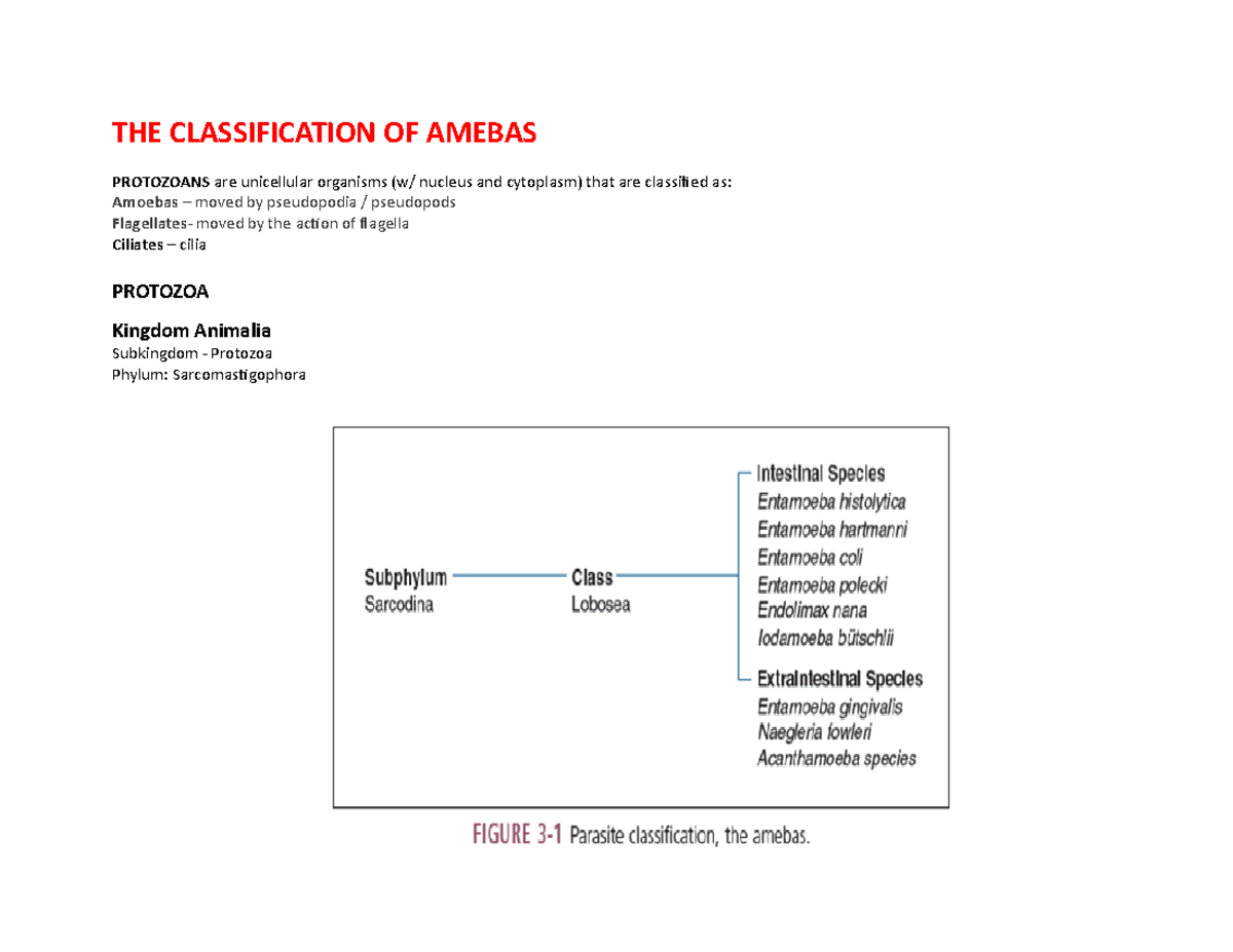 THE Classification OF Amebas - THE CLASSIFICATION OF AMEBAS PROTOZOANS ...